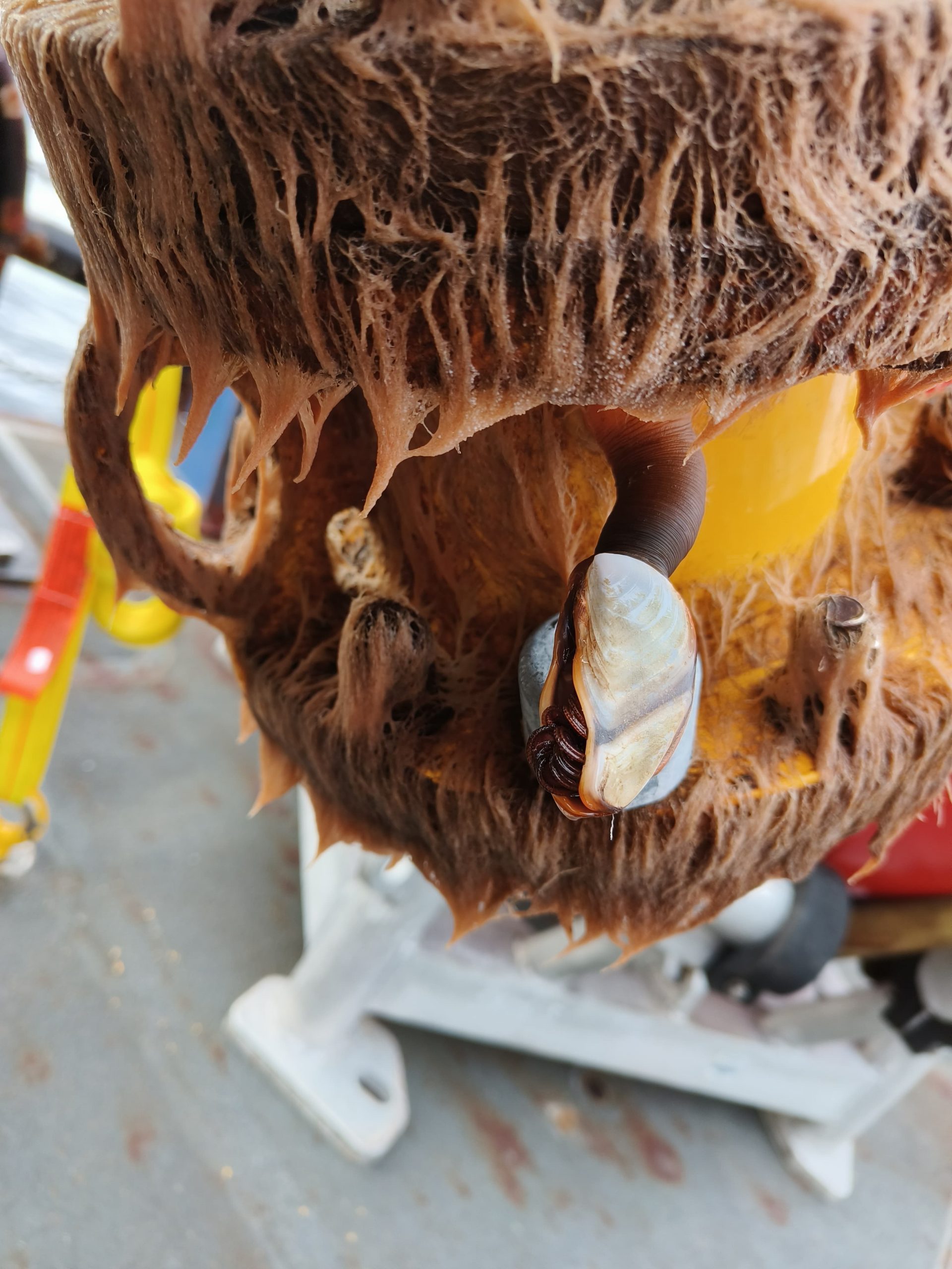 POGO Fellow Reports on Shipboard Training - Ocean Observatories Initiative